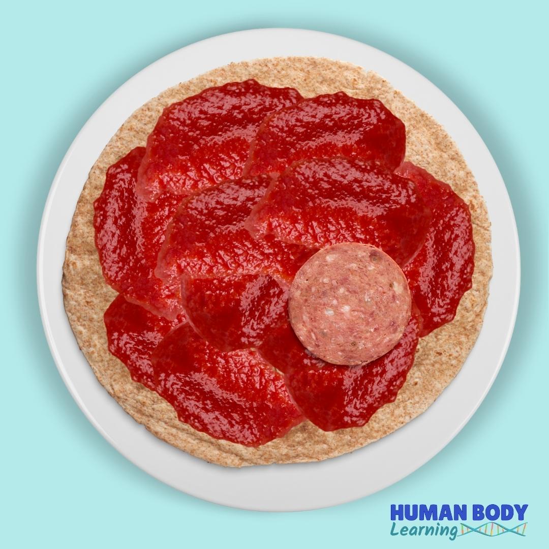 How to Make a Cell Pizza Anatomy Activity for Kids