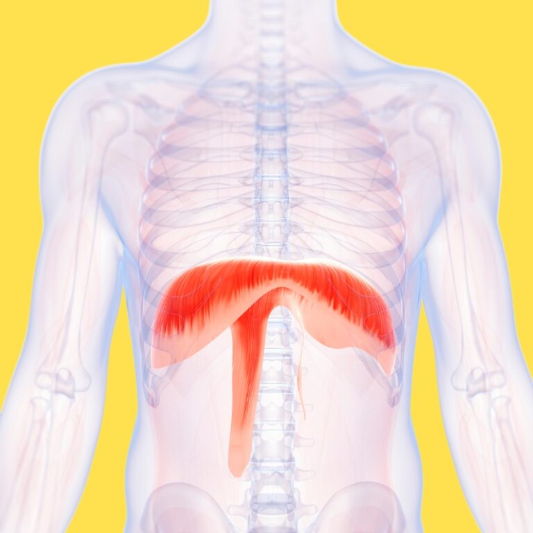 Muscular System for Kids • Human Body Learning