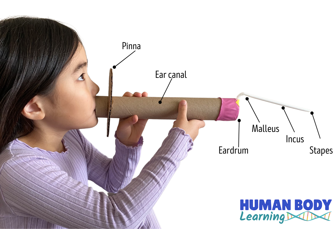 Human Body Learning for Kids