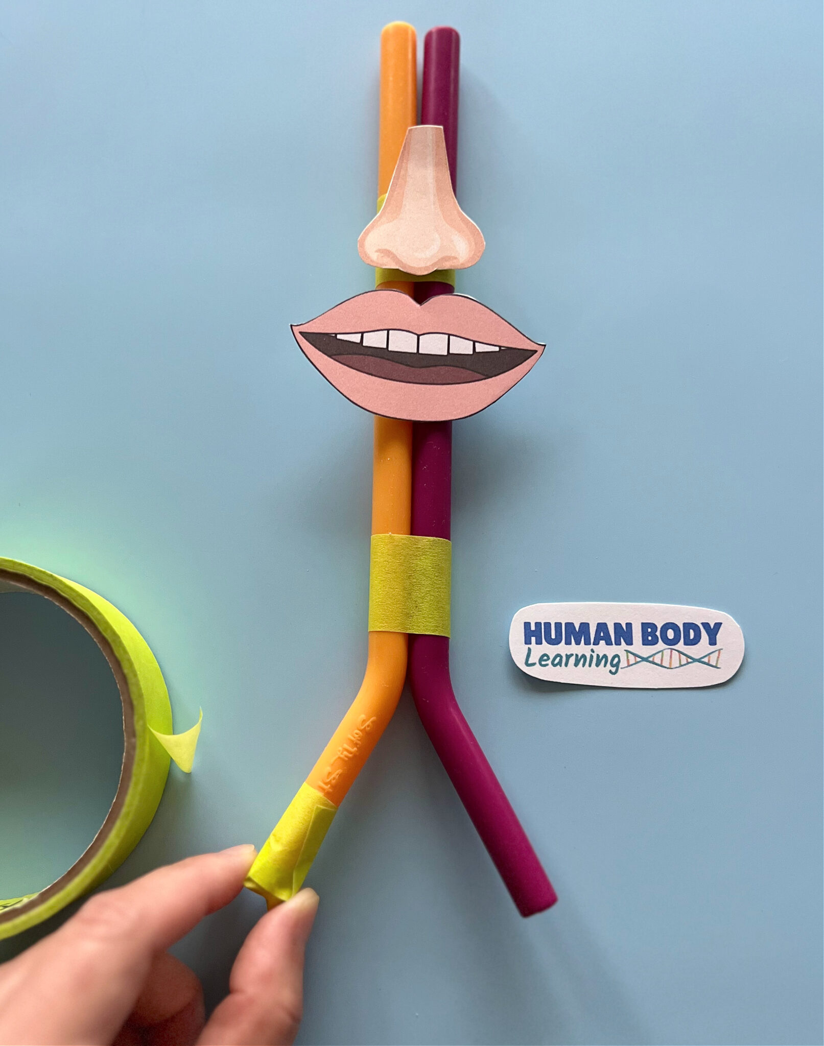 How to Make a Lung Model with Kids | Easy Activity with Printable