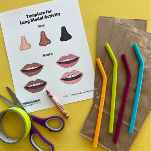 How to Make a Lung Model with Kids | Easy Activity with Printable
