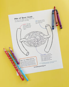 Blood Vessel Activities and Coloring Page for Kids