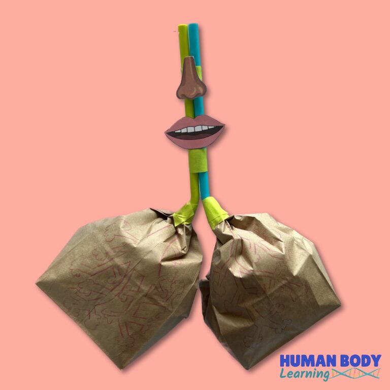 How to Make a Lung Model with Kids | Easy Activity with Printable